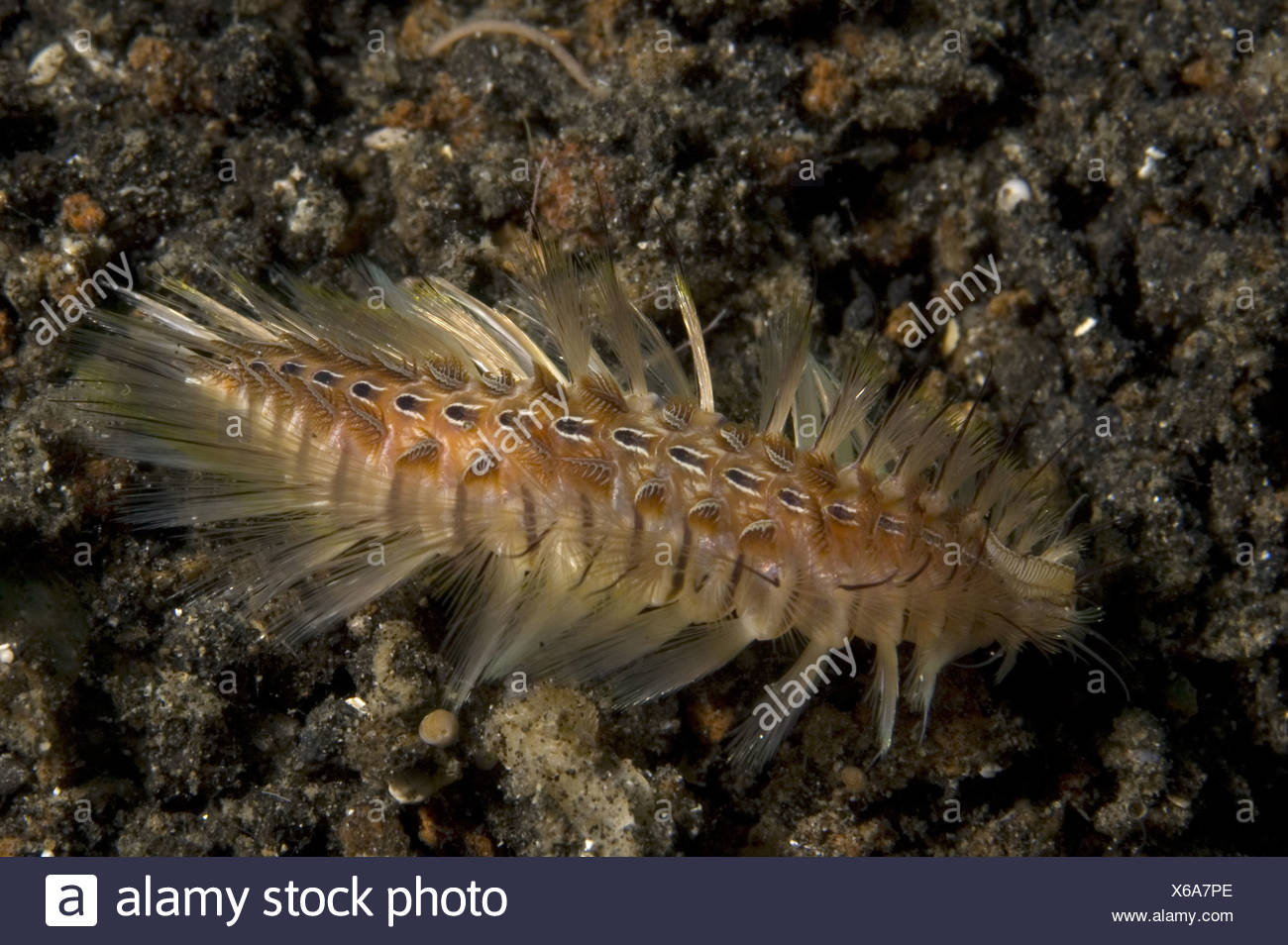 Segmented Marine Polychaete Worm High Resolution Stock Photography and ...