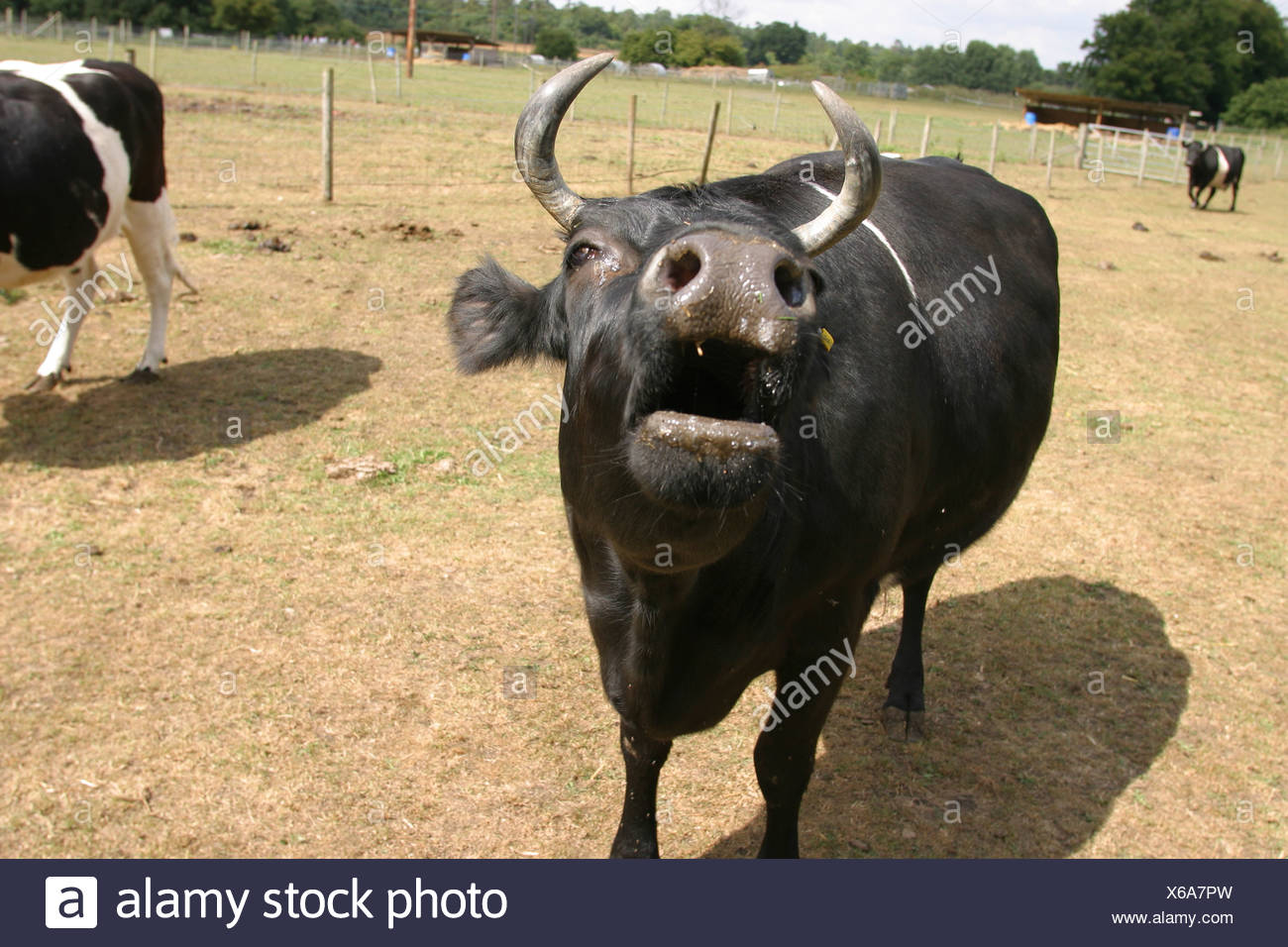 Shetland Cow Stock Photos & Shetland Cow Stock Images - Alamy
