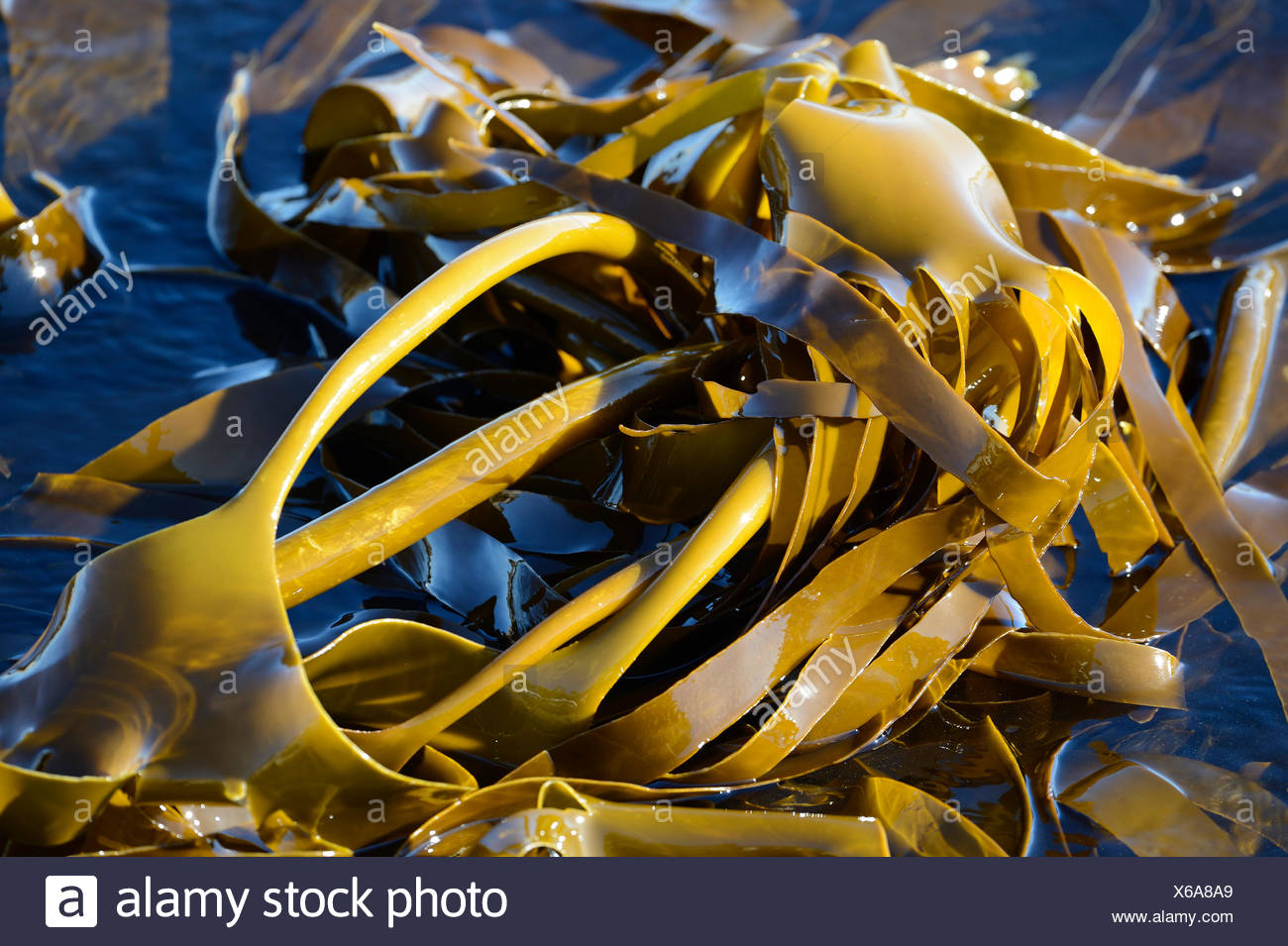 Giant Bladder Kelp High Resolution Stock Photography and Images - Alamy