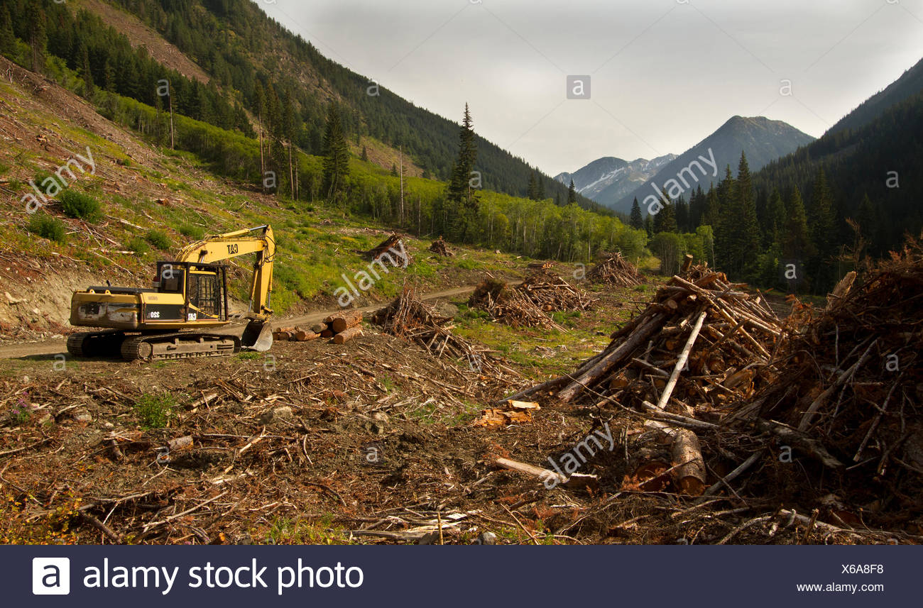 Owl Habitat High Resolution Stock Photography and Images - Alamy