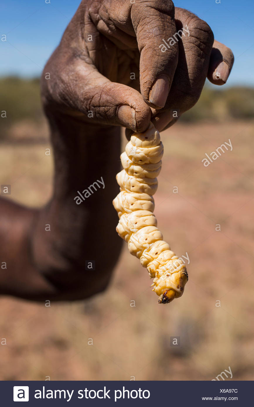 Witchetty Grub Australia Stock Photos & Witchetty Grub Australia Stock ...