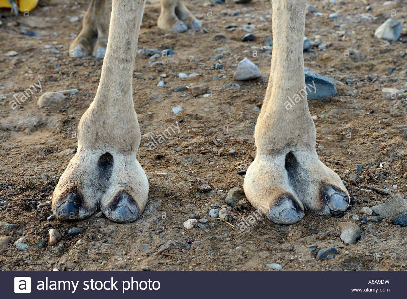 Camel Foot Stock Photos & Camel Foot Stock Images - Alamy