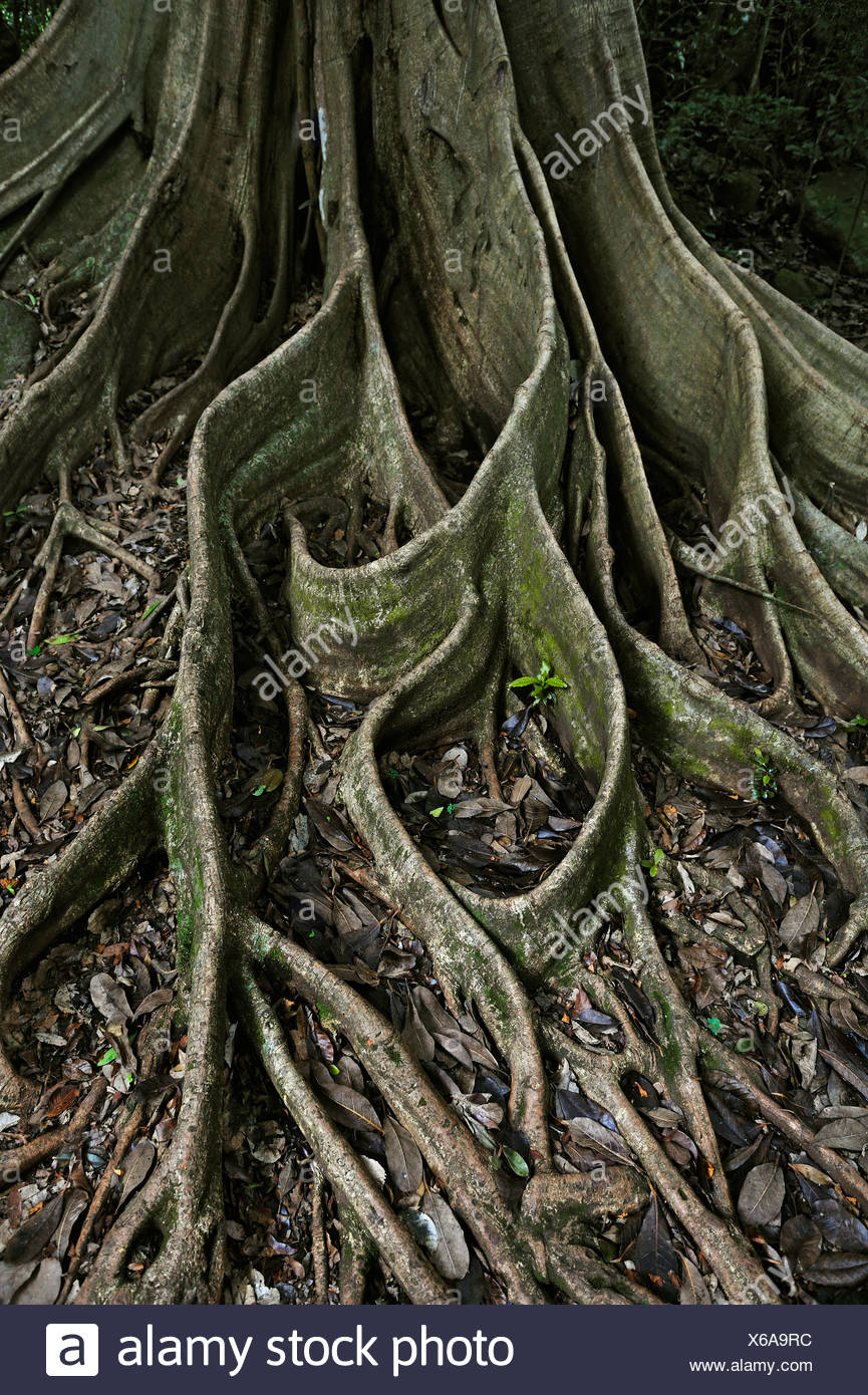 Narra Tree High Resolution Stock Photography and Images - Alamy