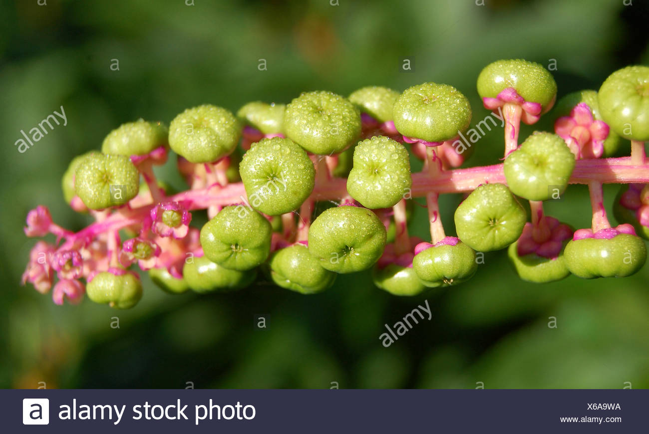 Polk Sallet High Resolution Stock Photography and Images - Alamy