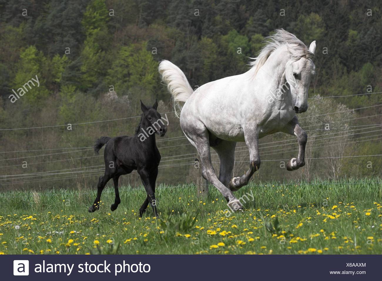 Lipizzan Horse High Resolution Stock Photography and Images - Alamy