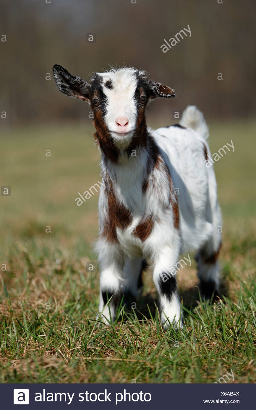 Piebald Goats High Resolution Stock Photography and Images - Alamy