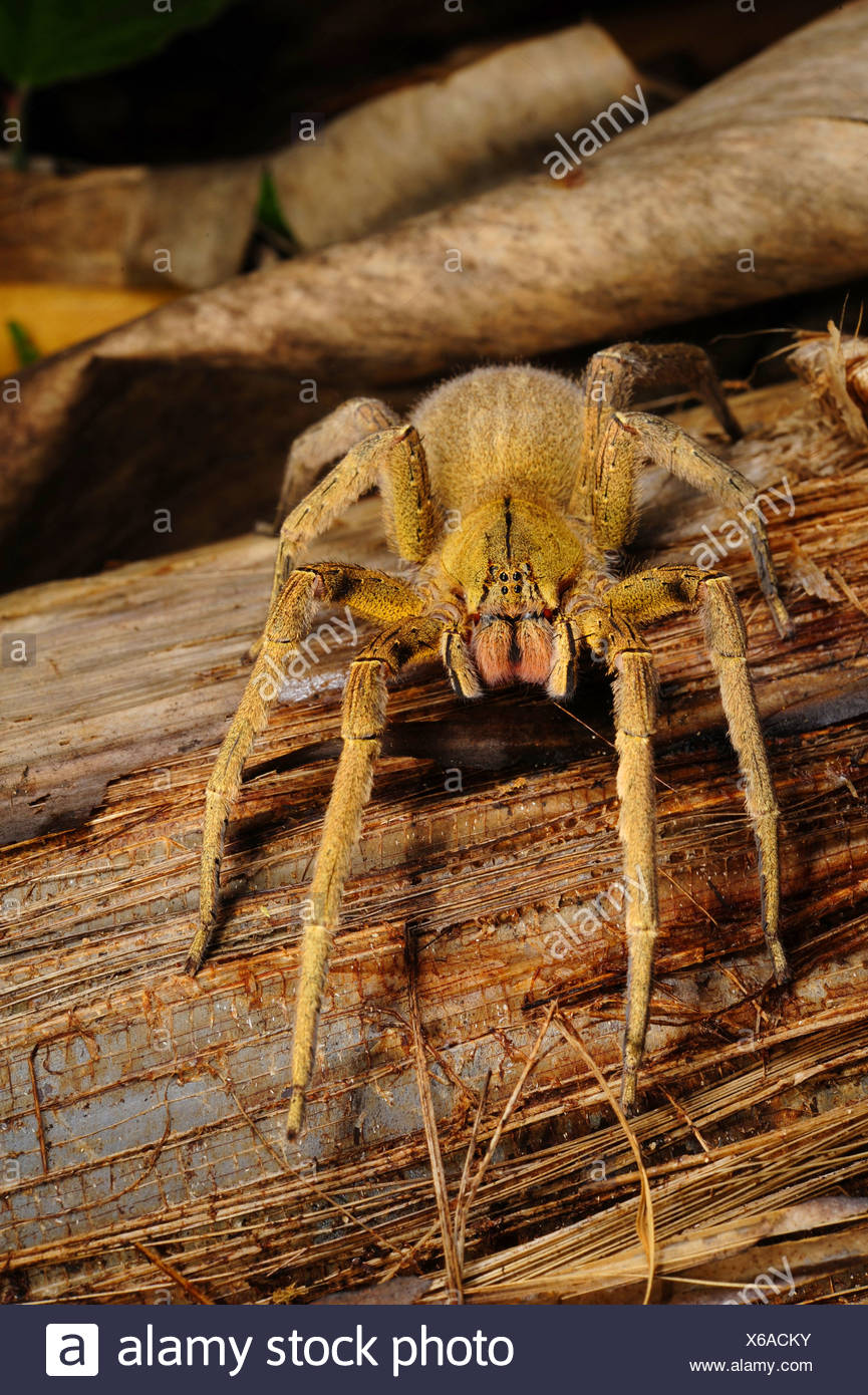 Aviculariidae High Resolution Stock Photography and Images - Alamy