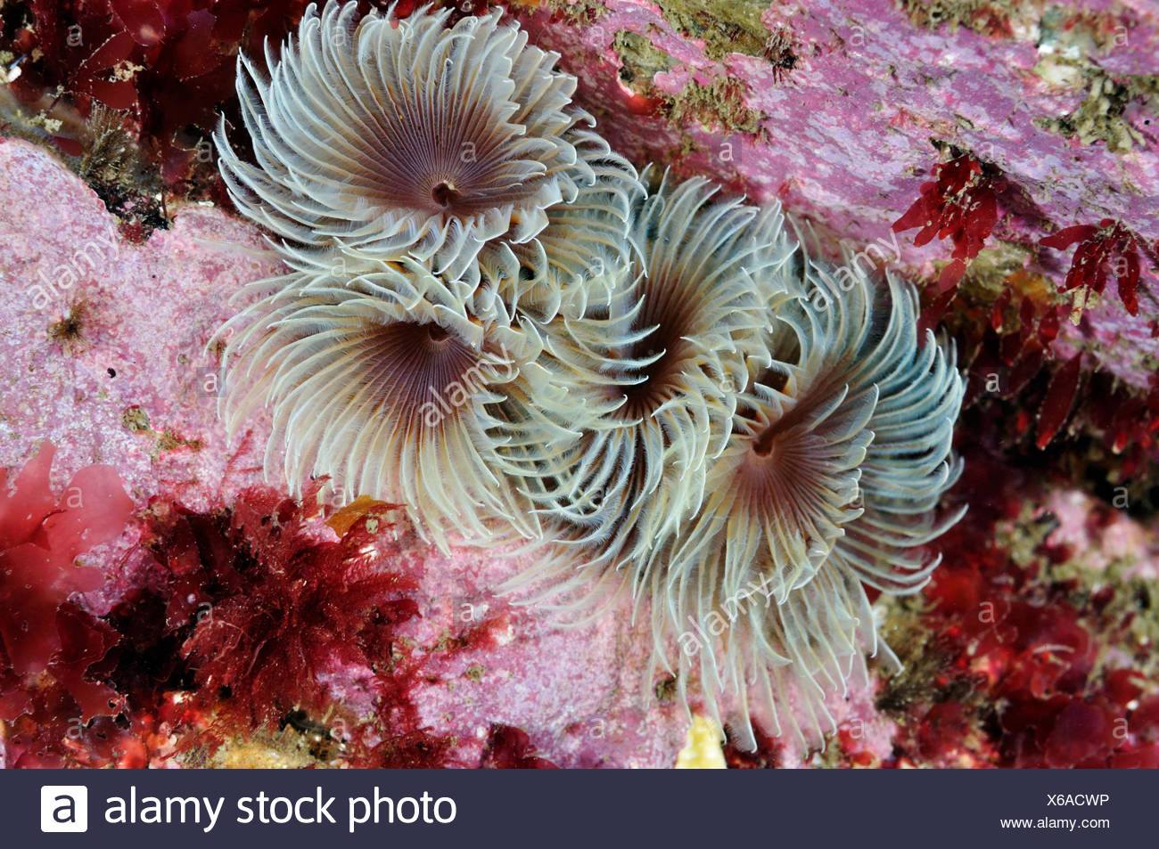 Tube Worms High Resolution Stock Photography and Images - Alamy