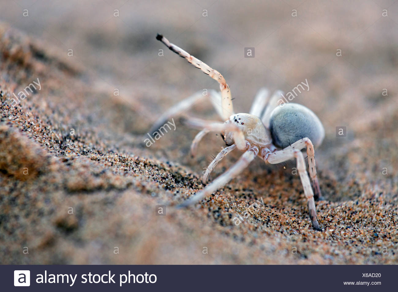 Dancing Lady Spider High Resolution Stock Photography and Images - Alamy