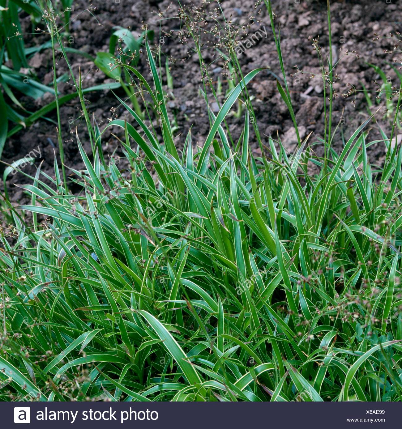 Luzula Sylvatica Stock Photos & Luzula Sylvatica Stock Images - Alamy