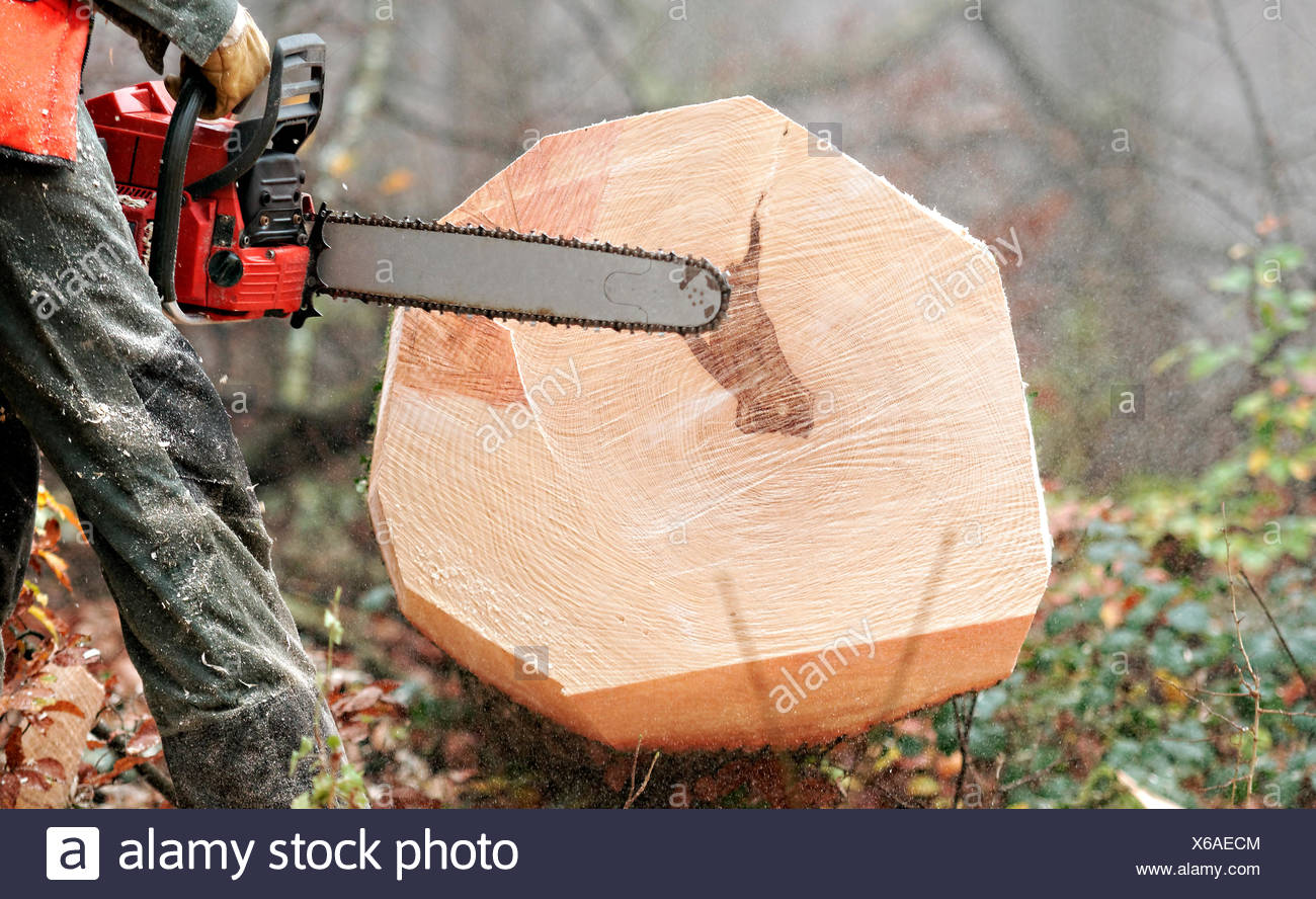 Logger Cutting Tree High Resolution Stock Photography and Images - Alamy