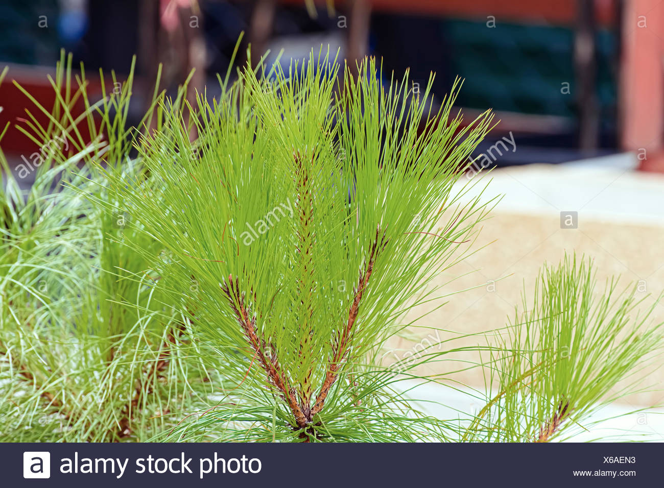 Pinus Nigra Garden High Resolution Stock Photography and Images - Alamy
