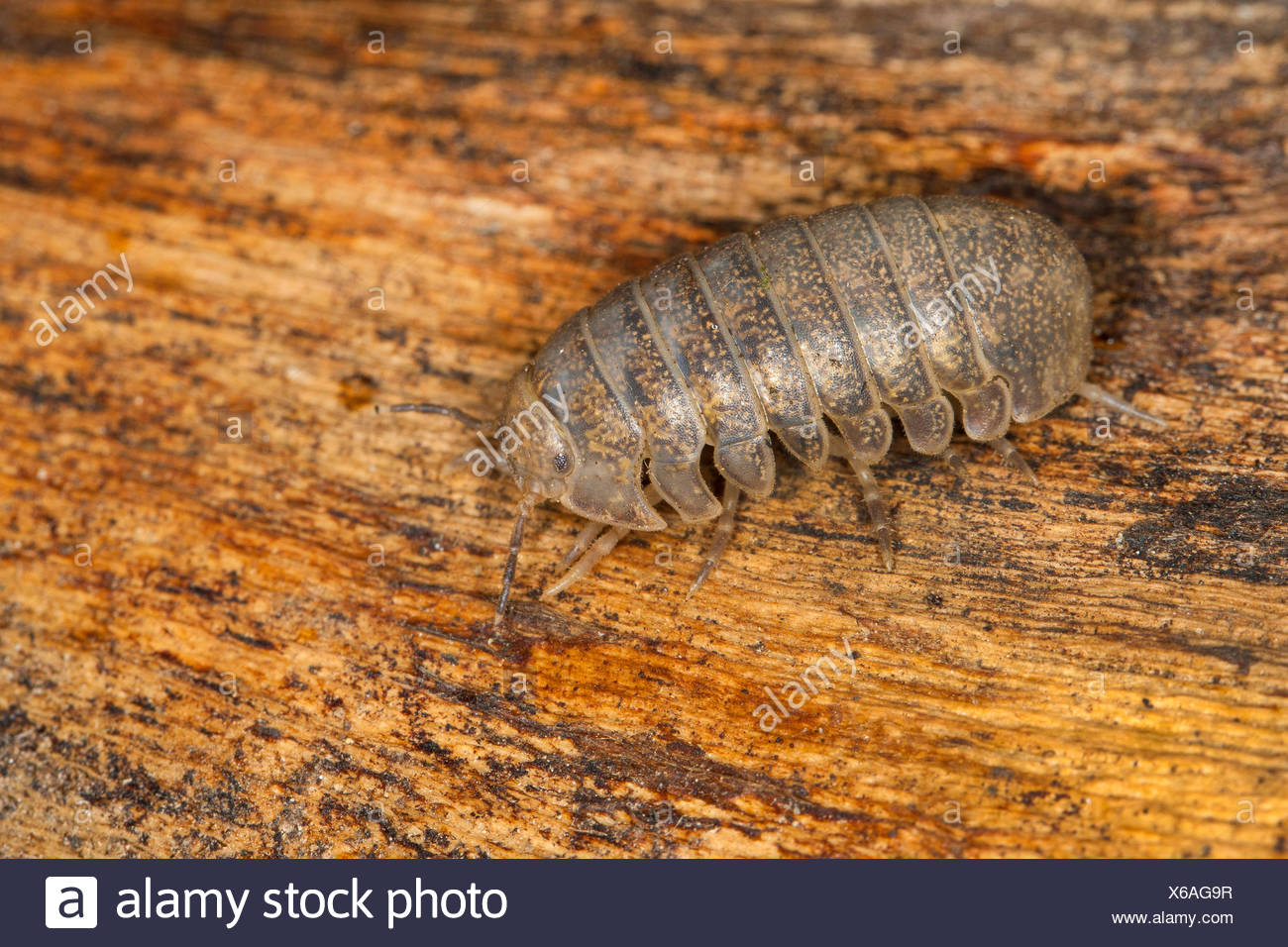 Pill Bug High Resolution Stock Photography and Images - Alamy