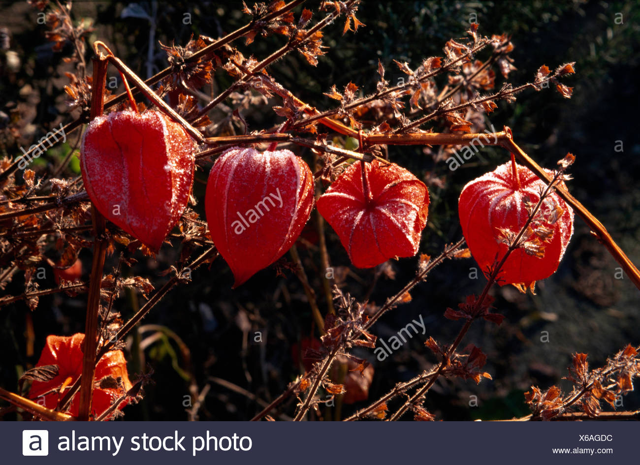 Orange Seed Pods Stock Photos & Orange Seed Pods Stock Images - Alamy