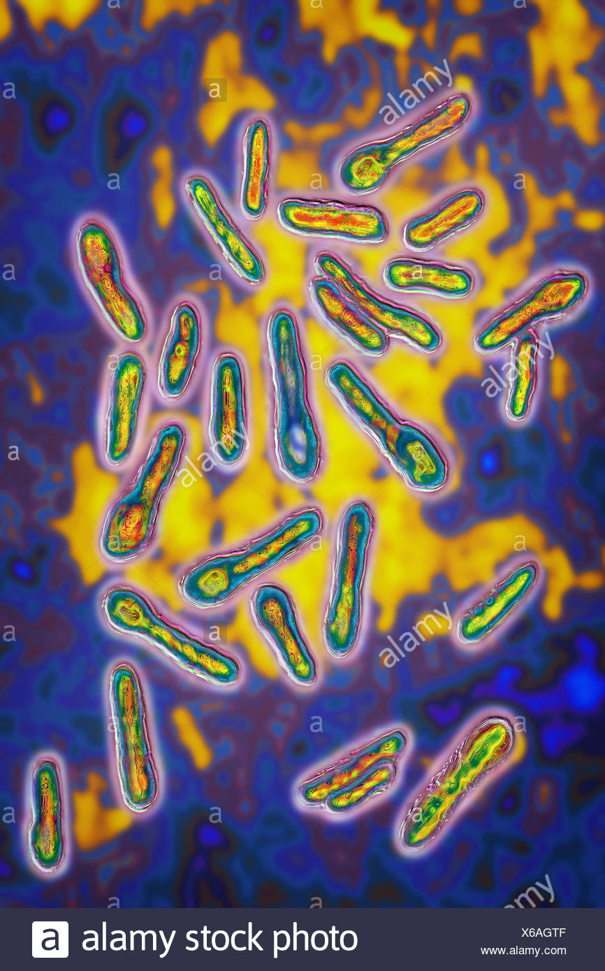 Clostridium Botulinum Bacteria Stock Photos & Clostridium Botulinum ...