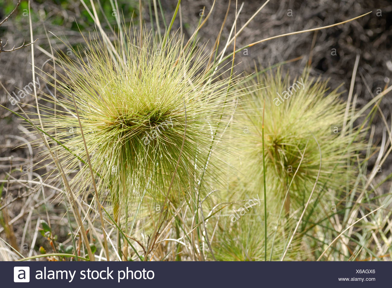 Triodia Spinifex Grass High Resolution Stock Photography and Images - Alamy
