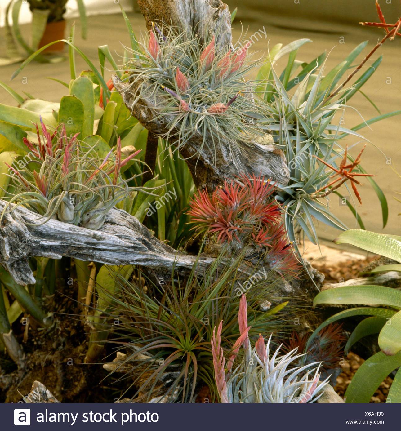 Airplants Stock Photos & Airplants Stock Images - Alamy
