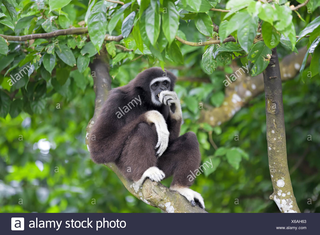 Brunei Monkey Stock Photos & Brunei Monkey Stock Images - Alamy