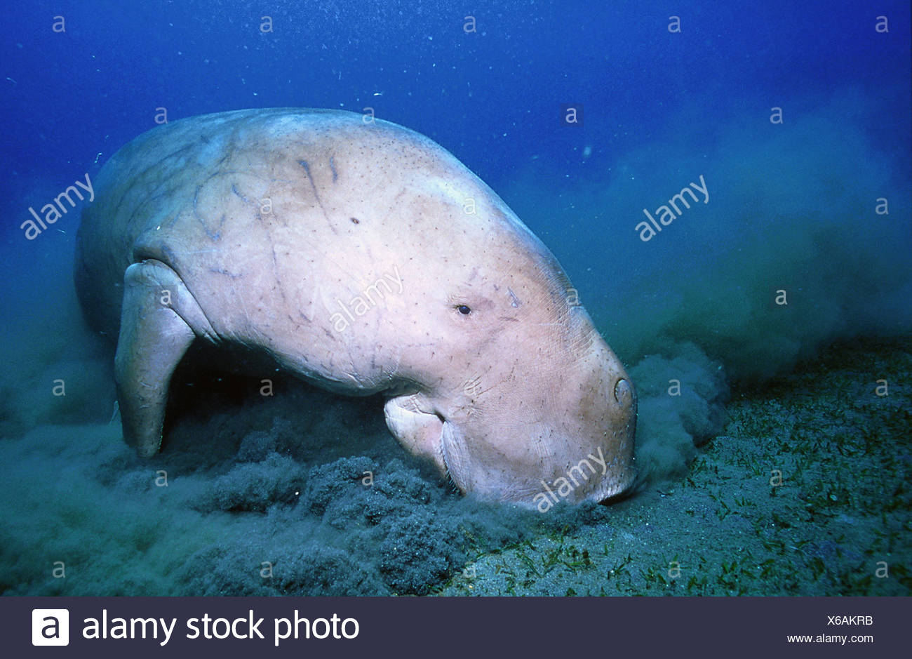 Manatees And Dugongs High Resolution Stock Photography and Images - Alamy