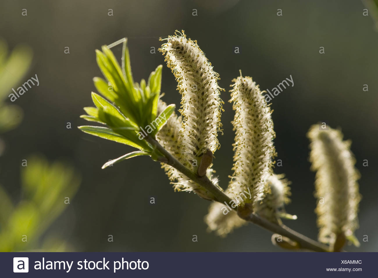 Common Osier Willow Salix Viminalis High Resolution Stock Photography ...