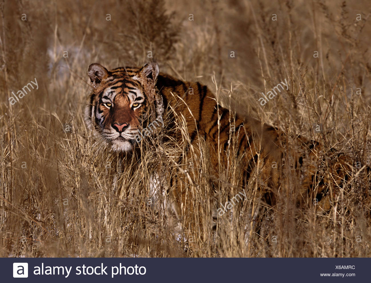 Tiger Camouflage High Resolution Stock Photography and Images - Alamy