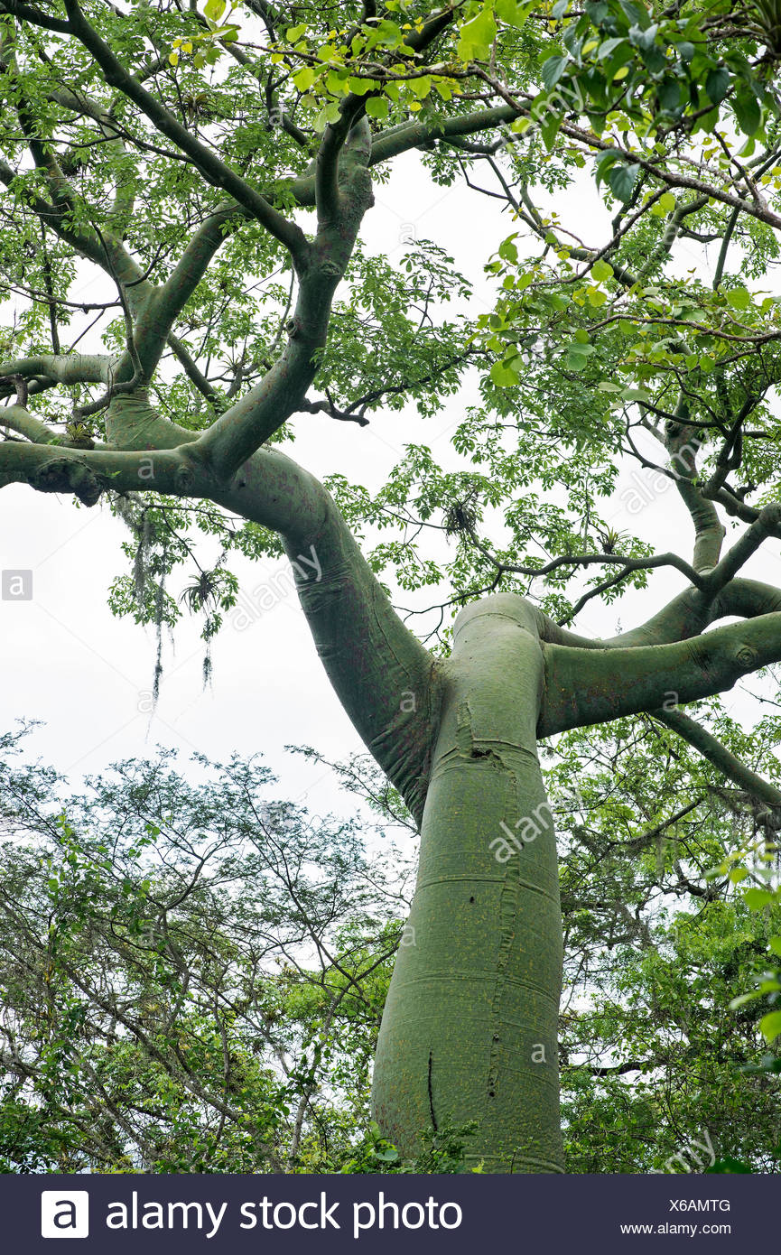 Western Ecuador High Resolution Stock Photography and Images - Alamy