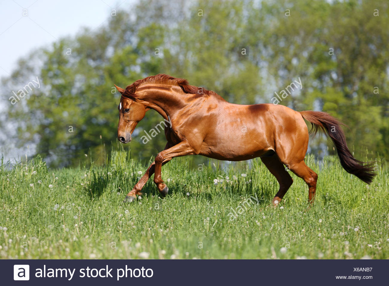English Thoroughbred Horse Stock Photos & English Thoroughbred Horse ...