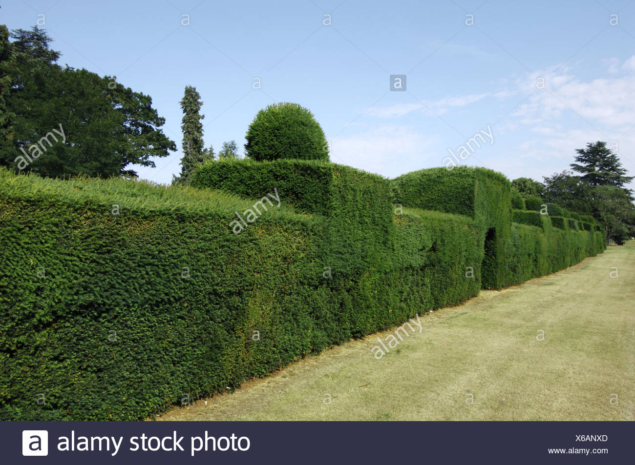 Yew Hedge Hedges Hedging High Resolution Stock Photography and Images ...