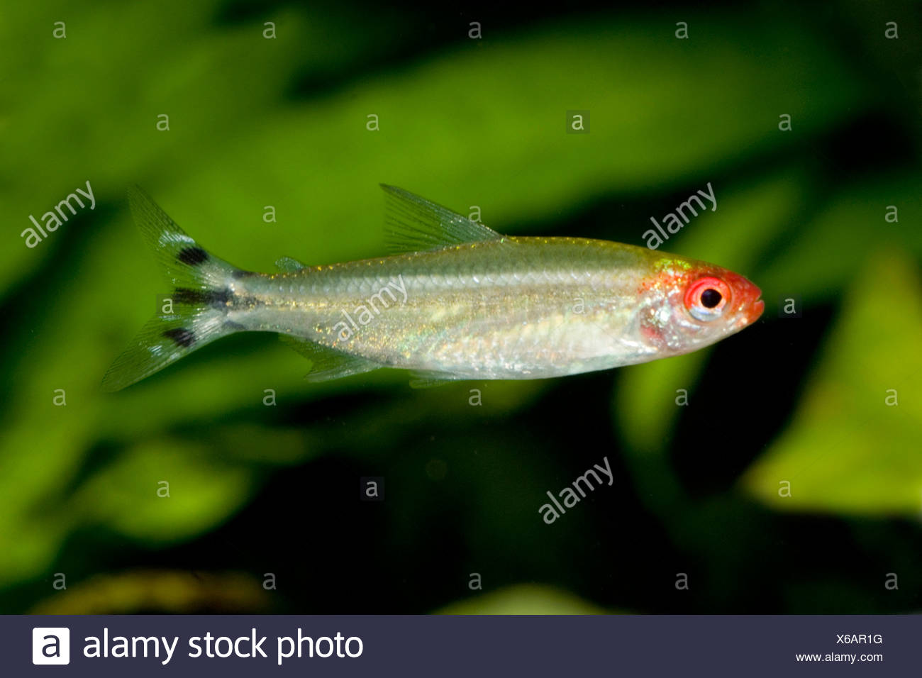 Red Nose Tetra Hemigrammus Bleheri High Resolution Stock Photography ...