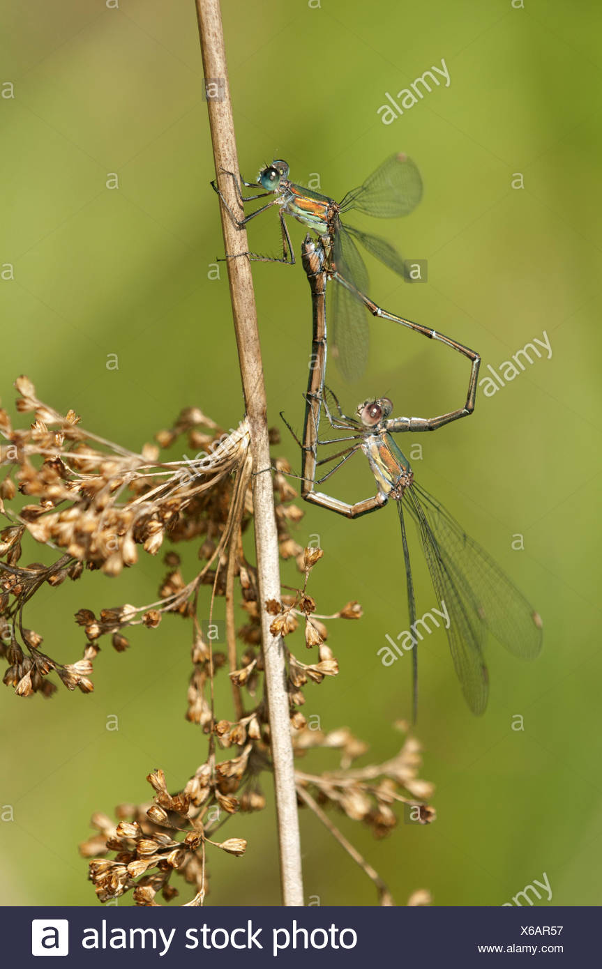 Mating Damselflies High Resolution Stock Photography and Images - Alamy