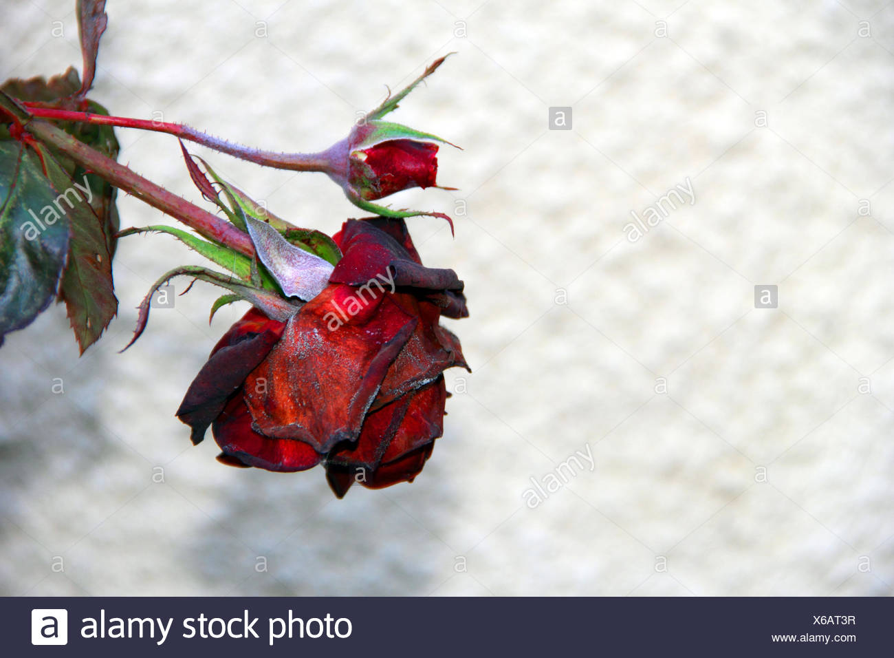 Whithered High Resolution Stock Photography and Images - Alamy