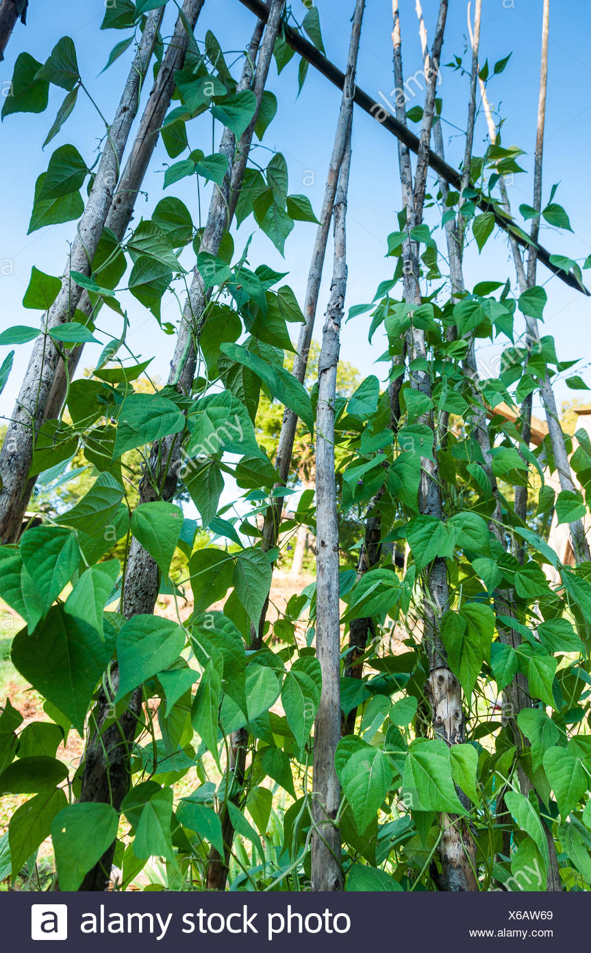 Climbing Beans High Resolution Stock Photography and Images - Alamy