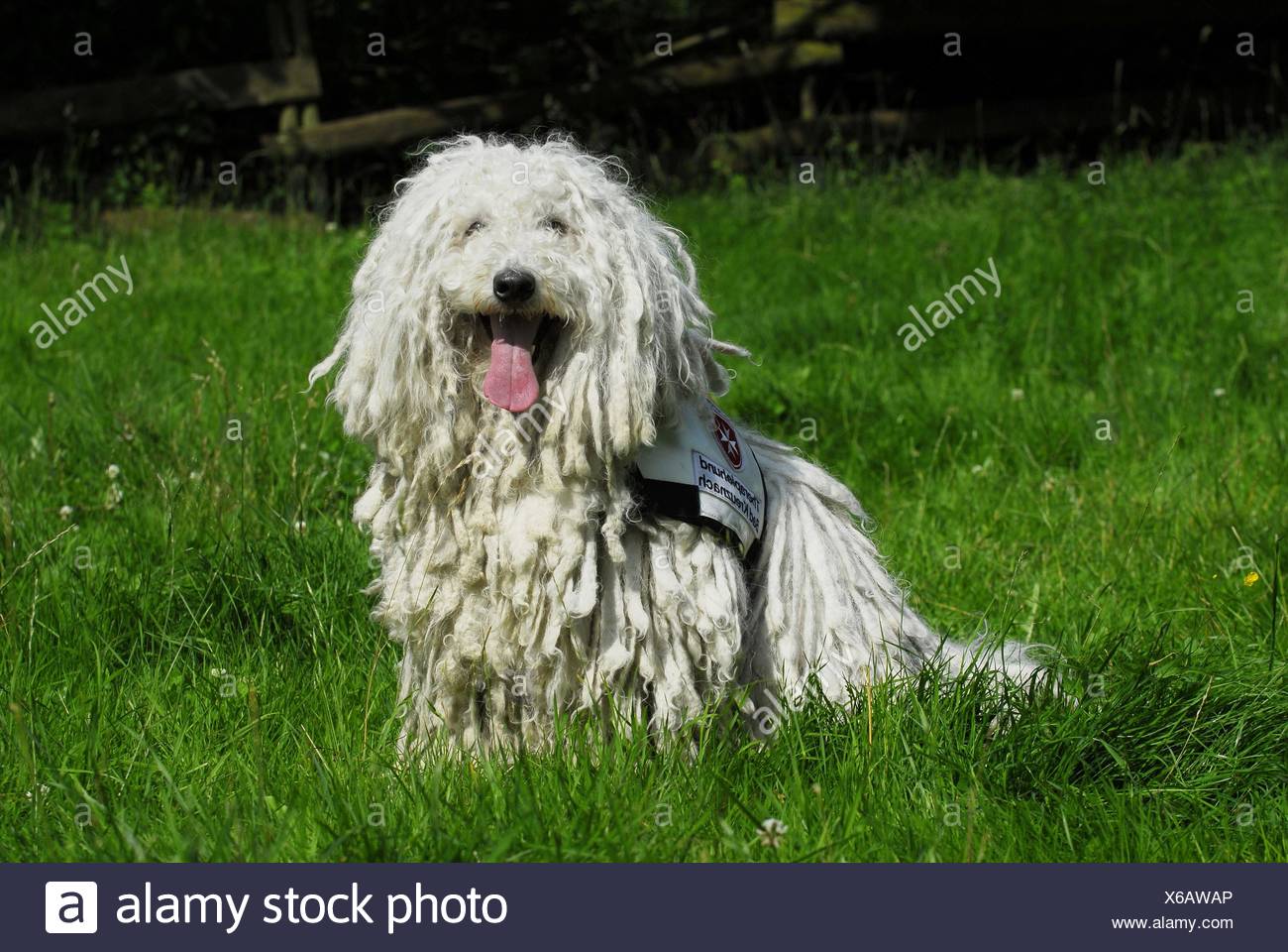Dog With Dreadlocks High Resolution Stock Photography and Images - Alamy