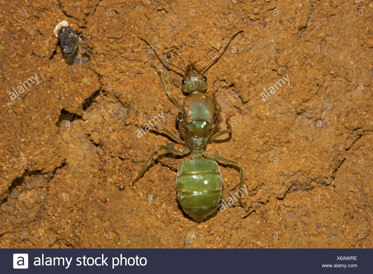 Queen Insect High Resolution Stock Photography and Images - Alamy