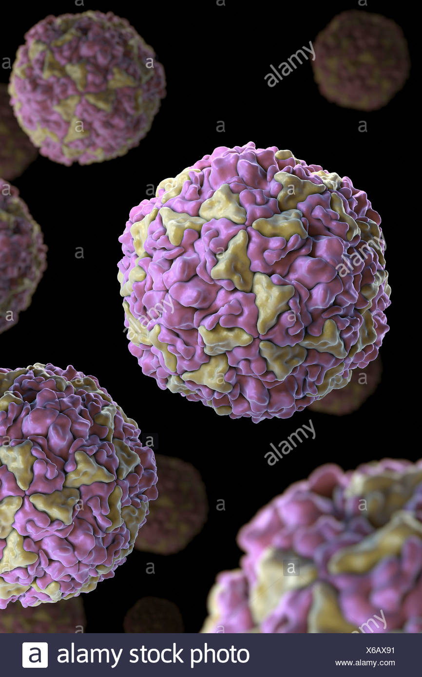 Human Rhinovirus High Resolution Stock Photography and Images - Alamy