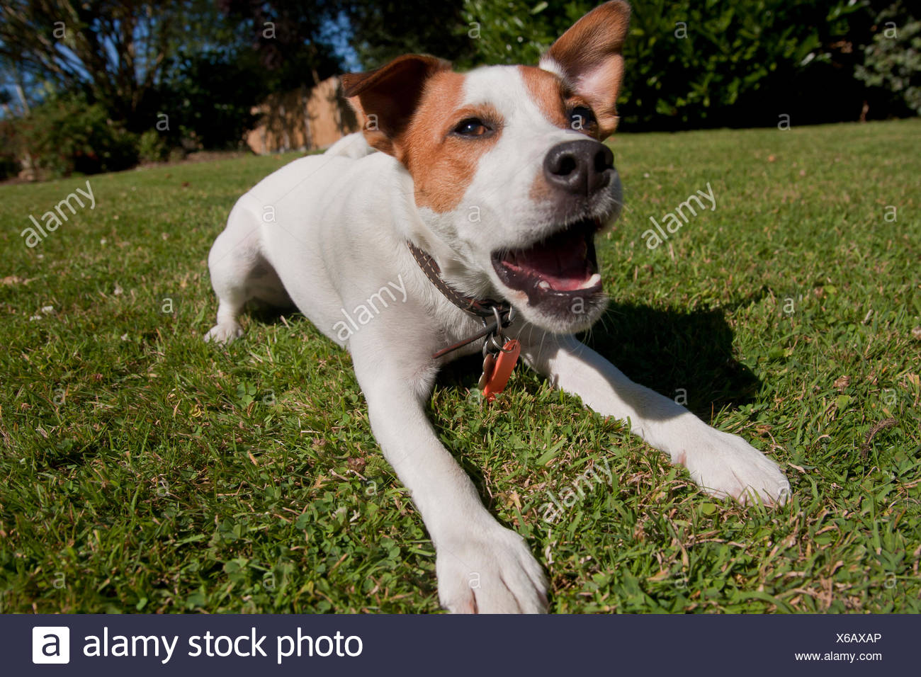 Parsons Jack Russell Terrier High Resolution Stock Photography and ...
