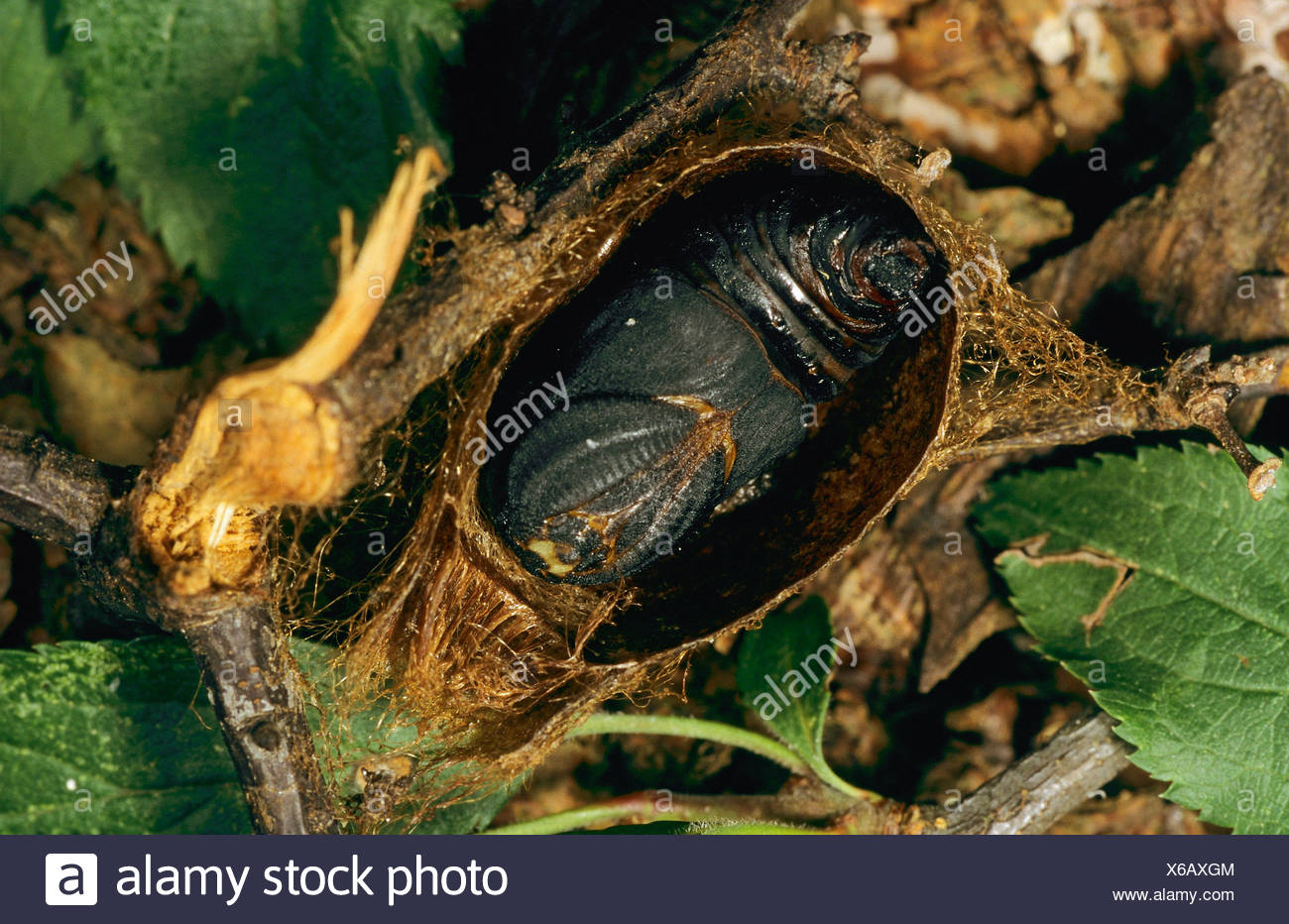 Emperor Moth Cocoon Stock Photos & Emperor Moth Cocoon Stock Images - Alamy