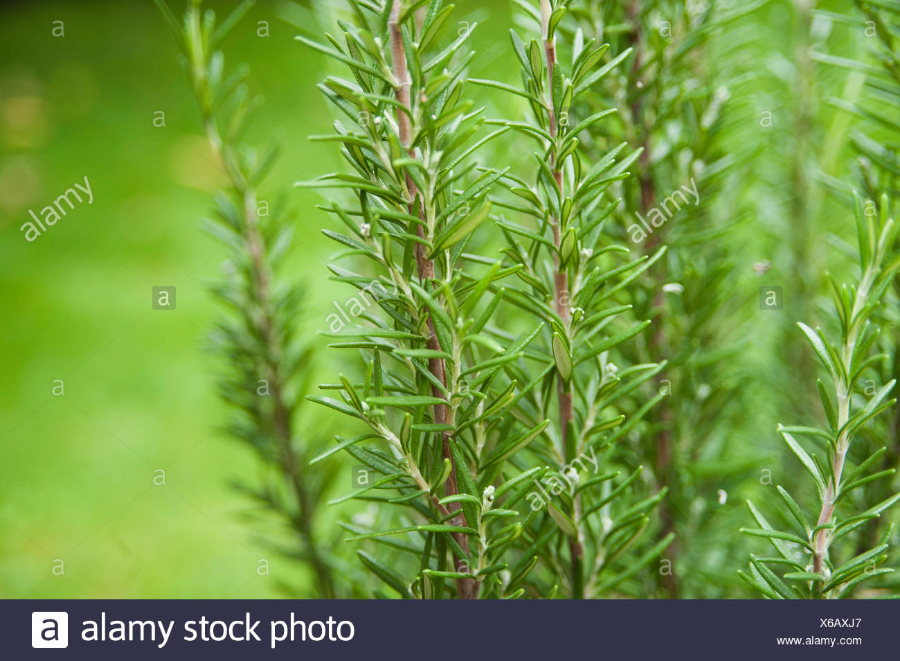 Rosemary Garden Stock Photos & Rosemary Garden Stock Images - Alamy