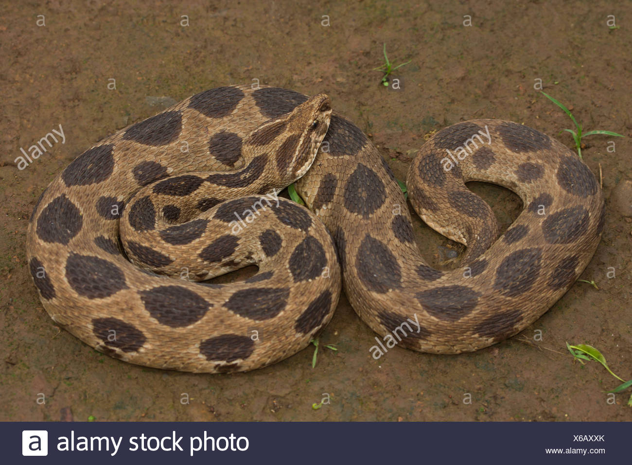 Russelii High Resolution Stock Photography and Images - Alamy