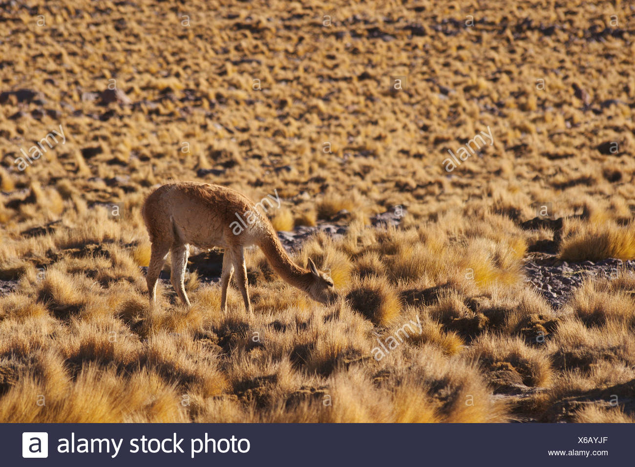 Vicuna Camel Stock Photos & Vicuna Camel Stock Images - Alamy