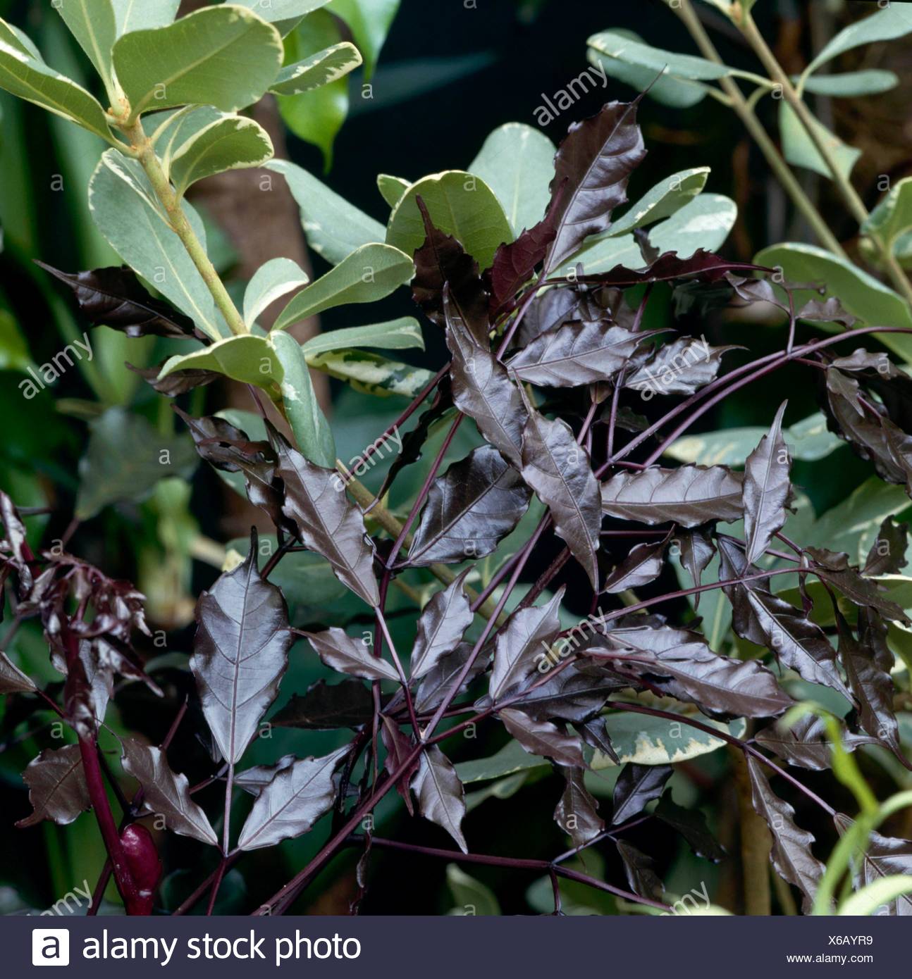 Leea Stock Photos & Leea Stock Images - Alamy