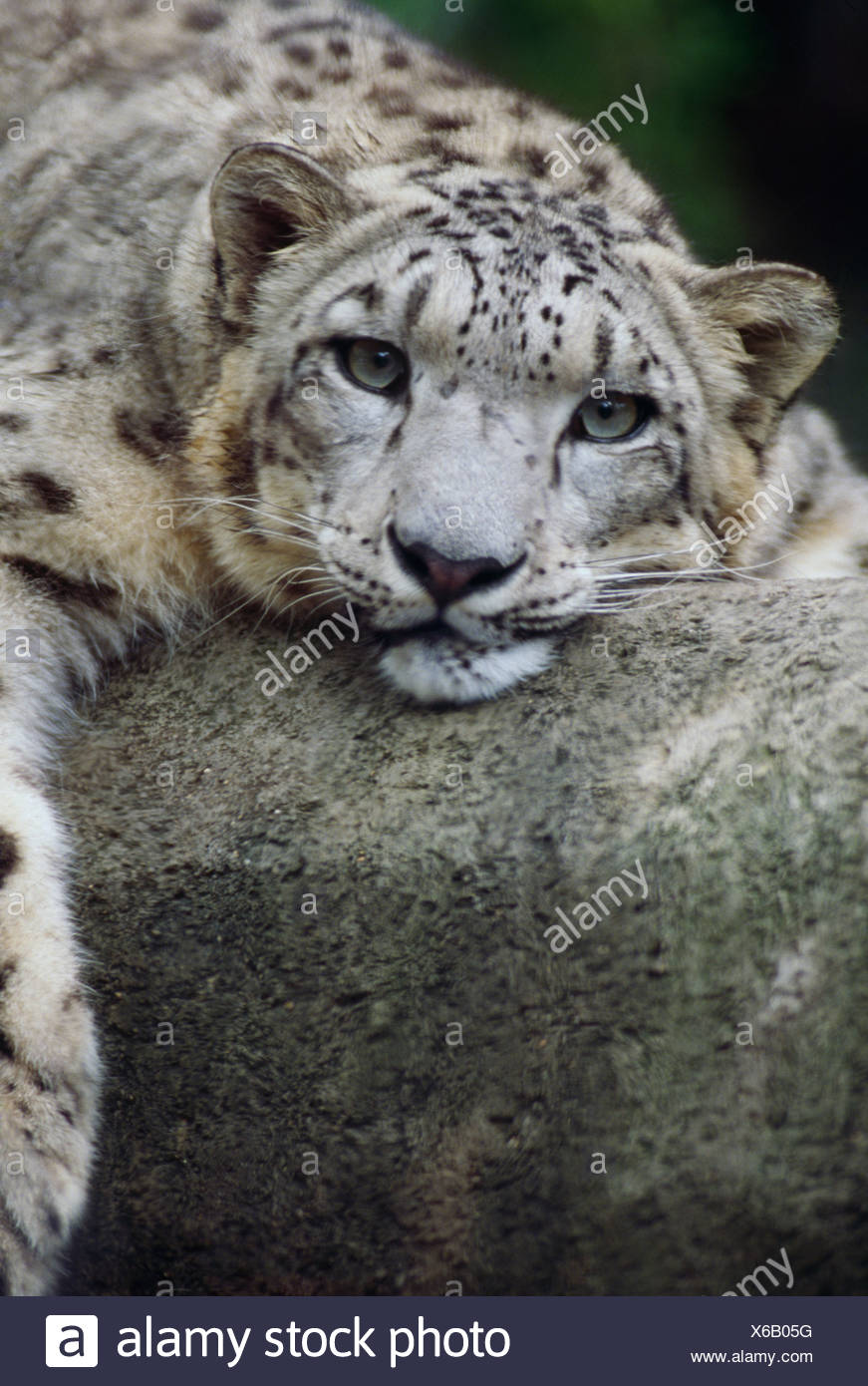 Snow Leopard Lying Down On High Resolution Stock Photography and Images ...