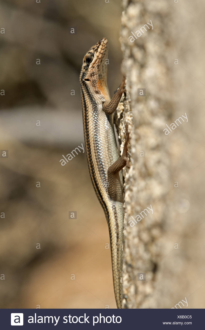 Western Skink High Resolution Stock Photography and Images - Alamy