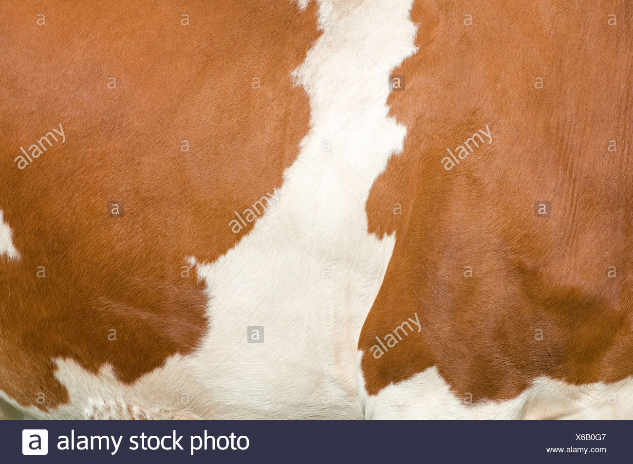 Mottled Hair High Resolution Stock Photography and Images - Alamy