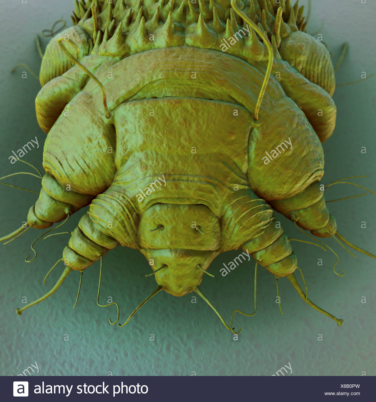 Sarcoptes High Resolution Stock Photography and Images - Alamy