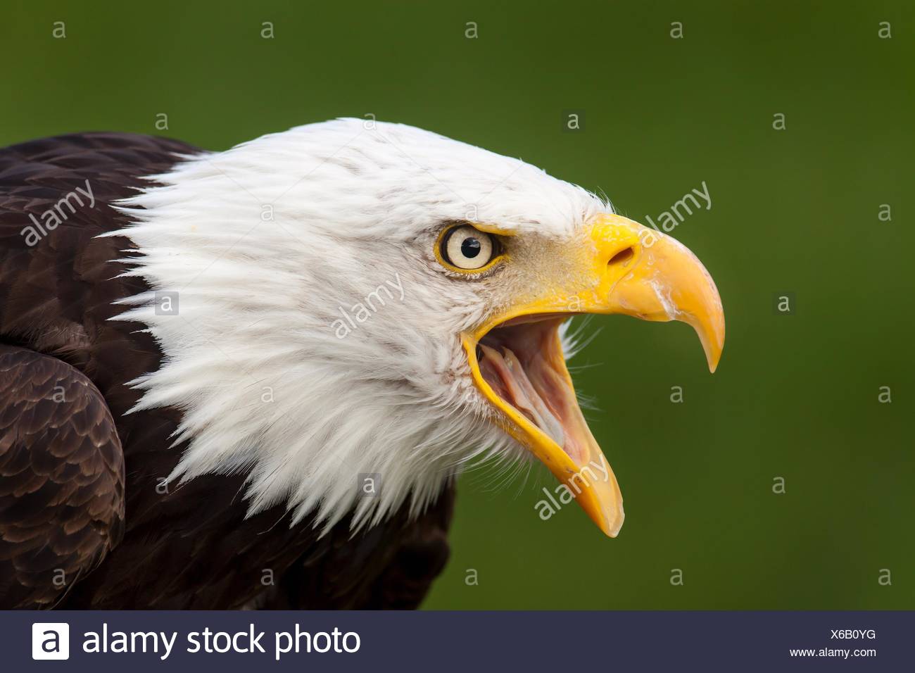 Birds Of Prey Raptor Screaming Eagle Head High Resolution Stock ...