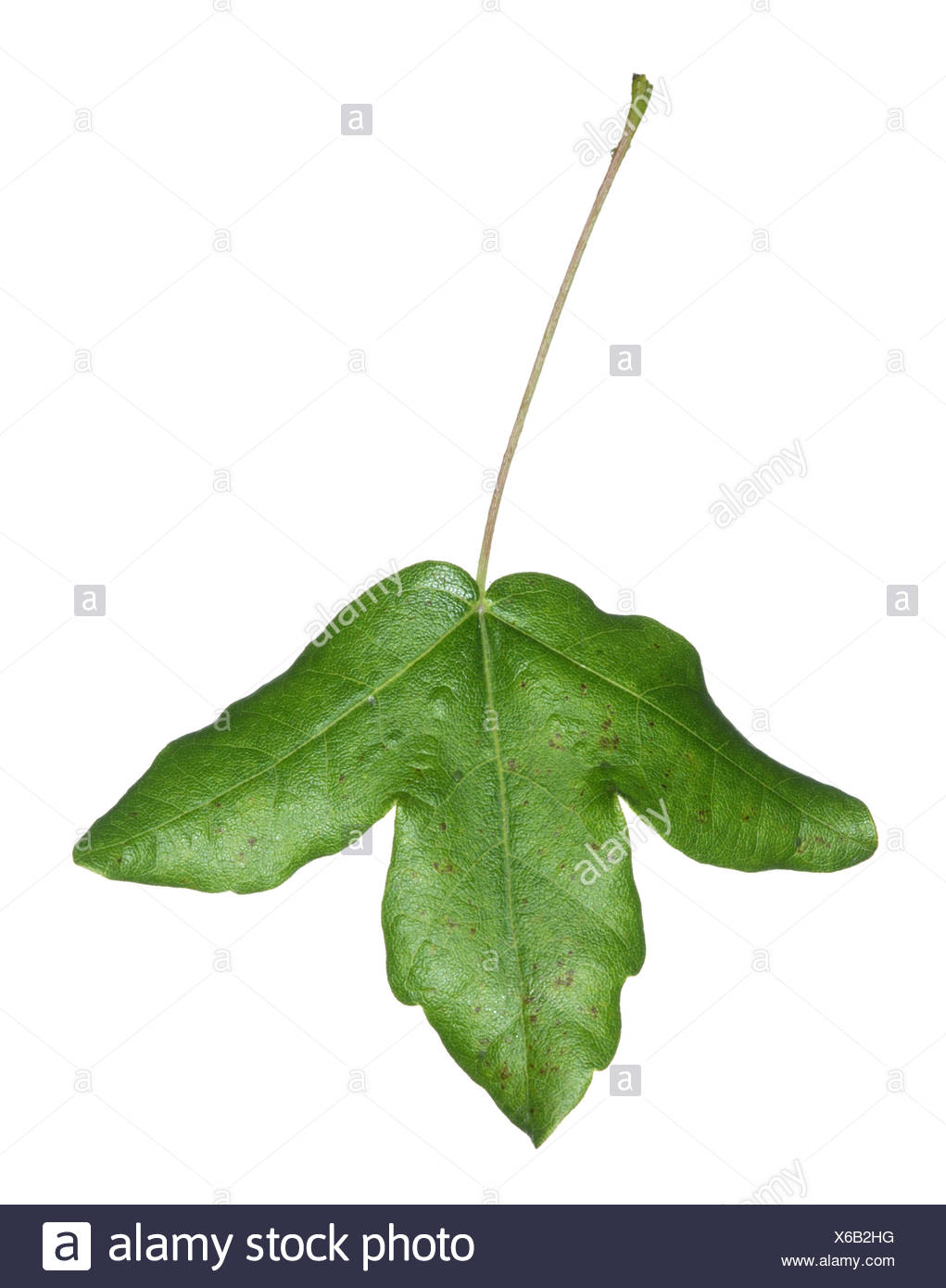 Monspessulanum High Resolution Stock Photography and Images - Alamy