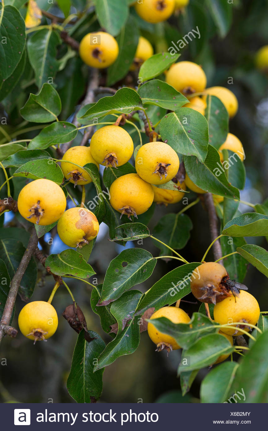 Wild Pear Pyrus Pyraster High Resolution Stock Photography and Images ...