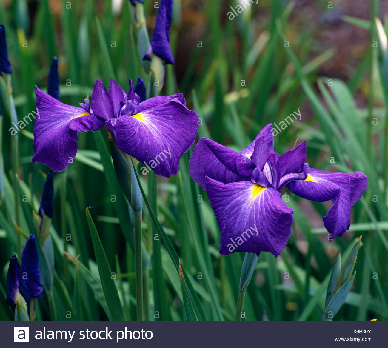 Japanese Iris Flower High Resolution Stock Photography and Images - Alamy