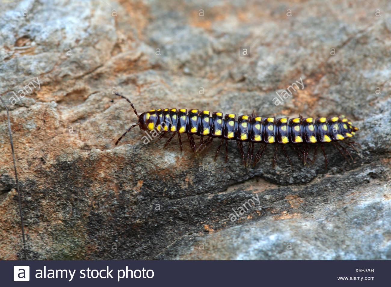 Flat Backed Millipede Stock Photos & Flat Backed Millipede Stock Images ...